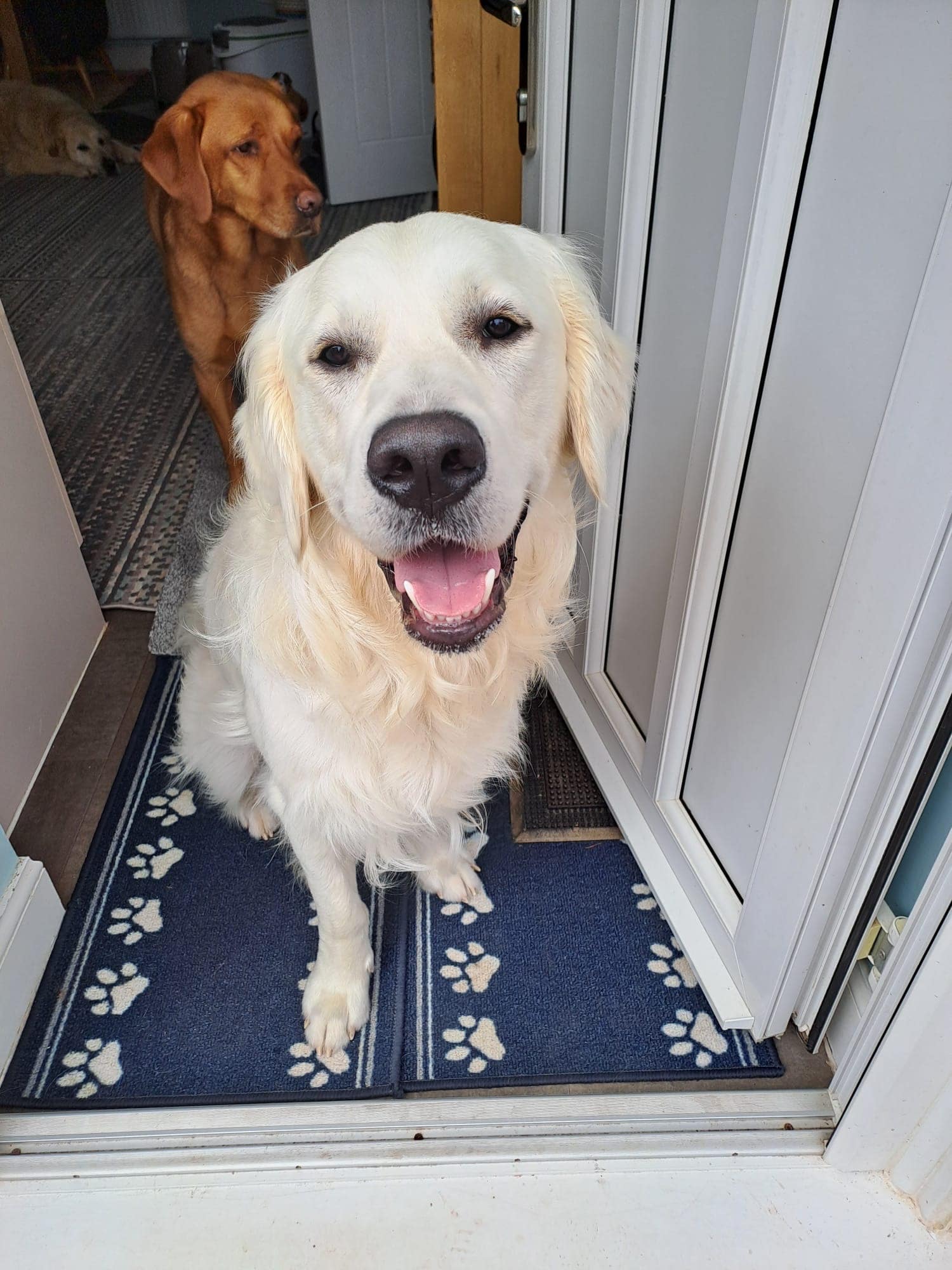 Fergus’s Story - South Western Golden Retriever Club