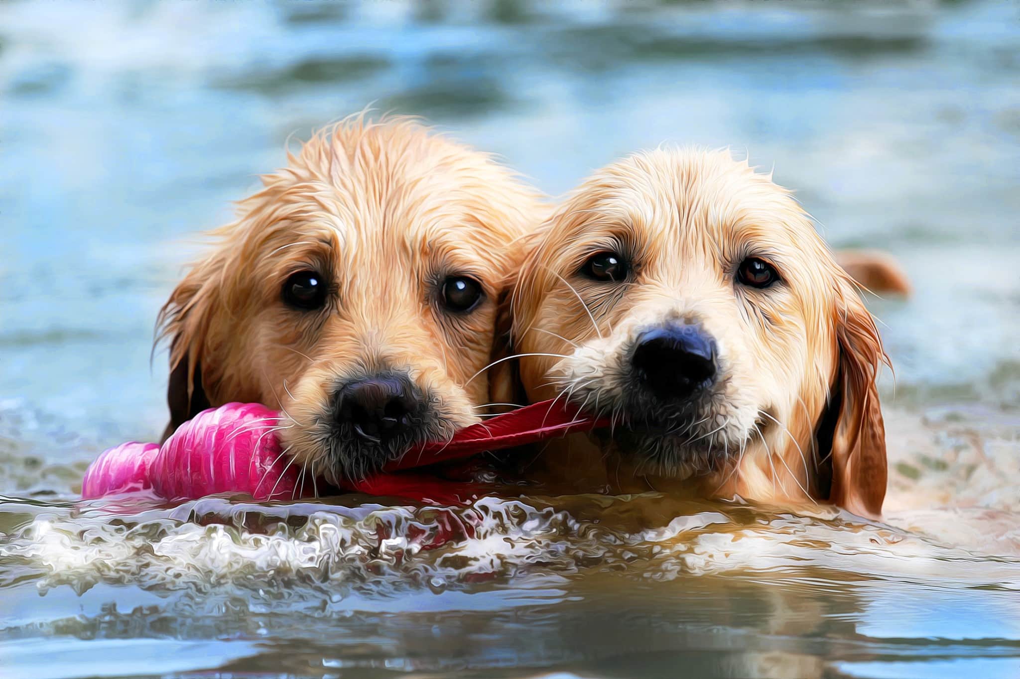 Membership Renewal - South Western Golden Retriever Club