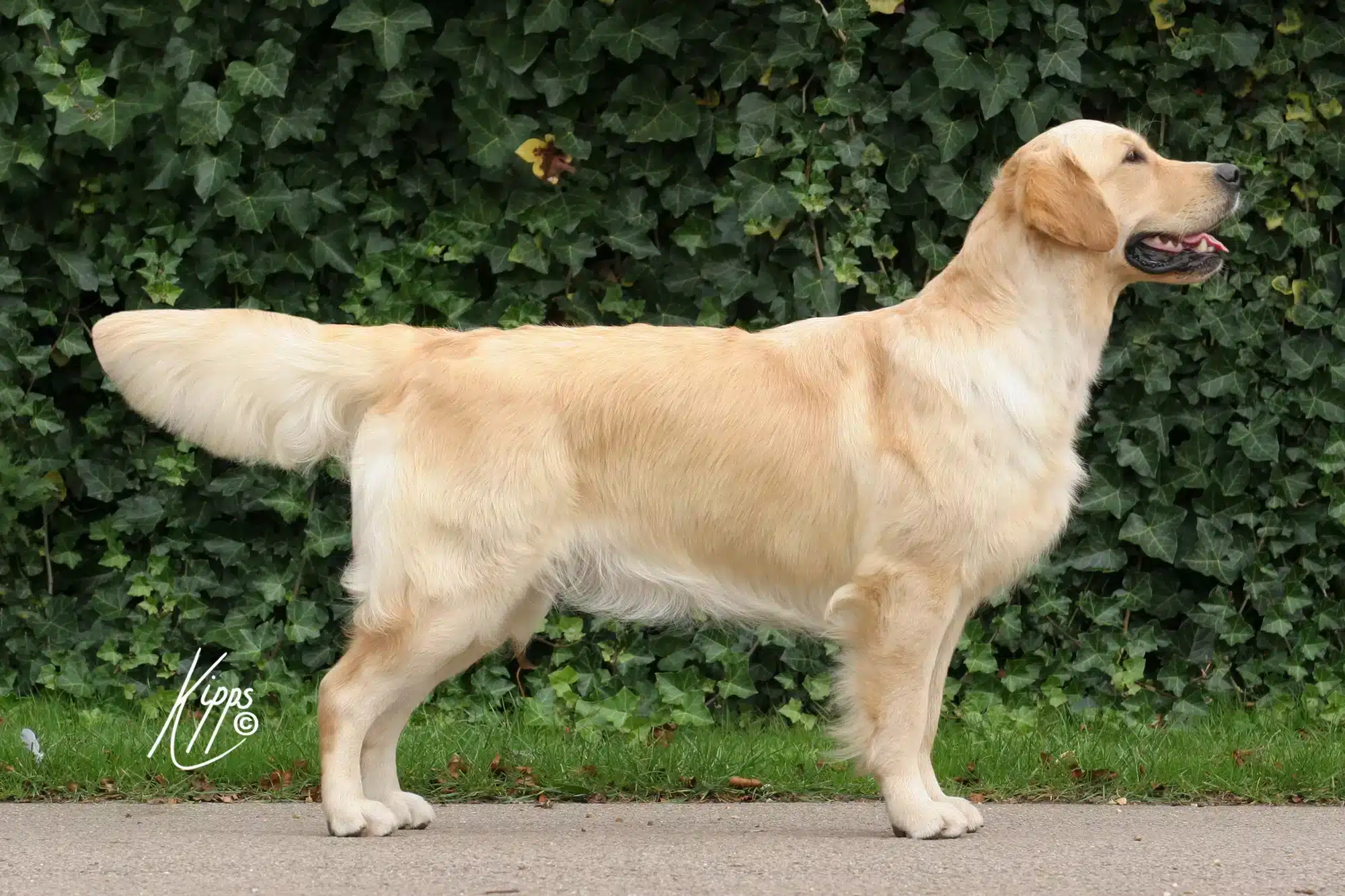 Future Shows - South Western Golden Retriever Club