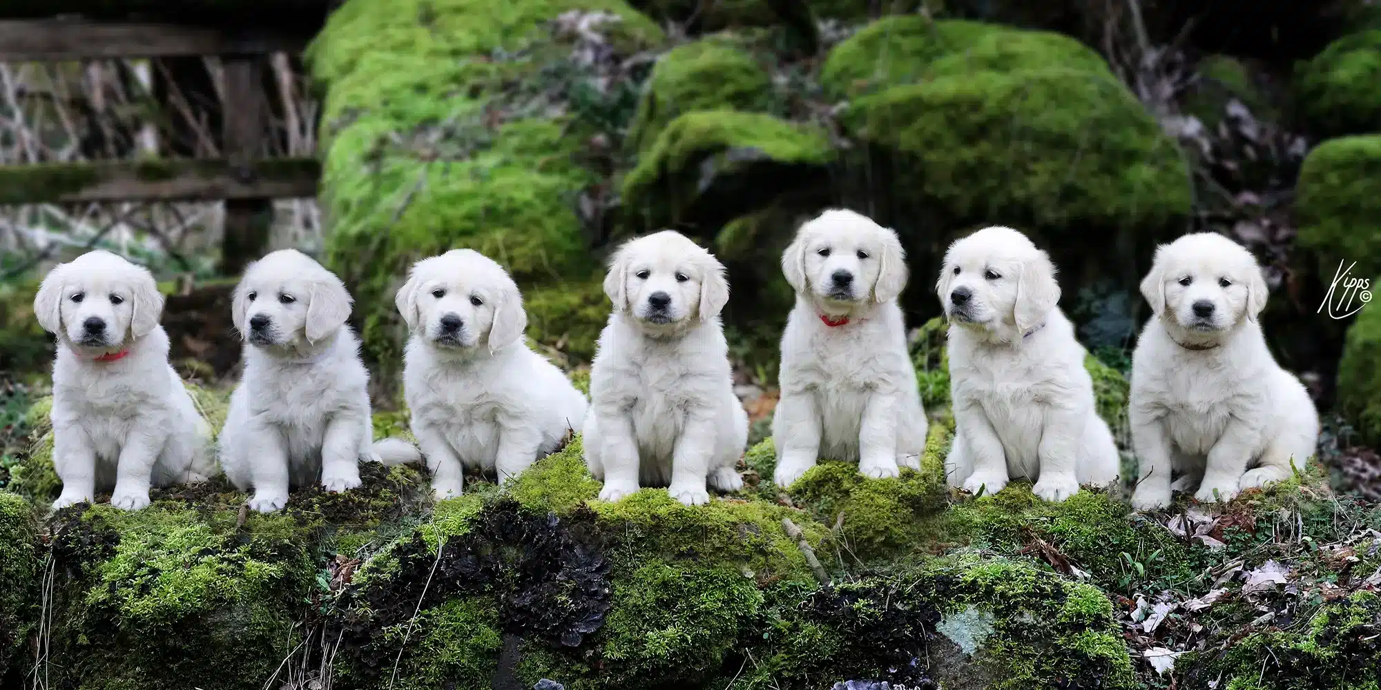Another Litter Available - South Western Golden Retriever Club