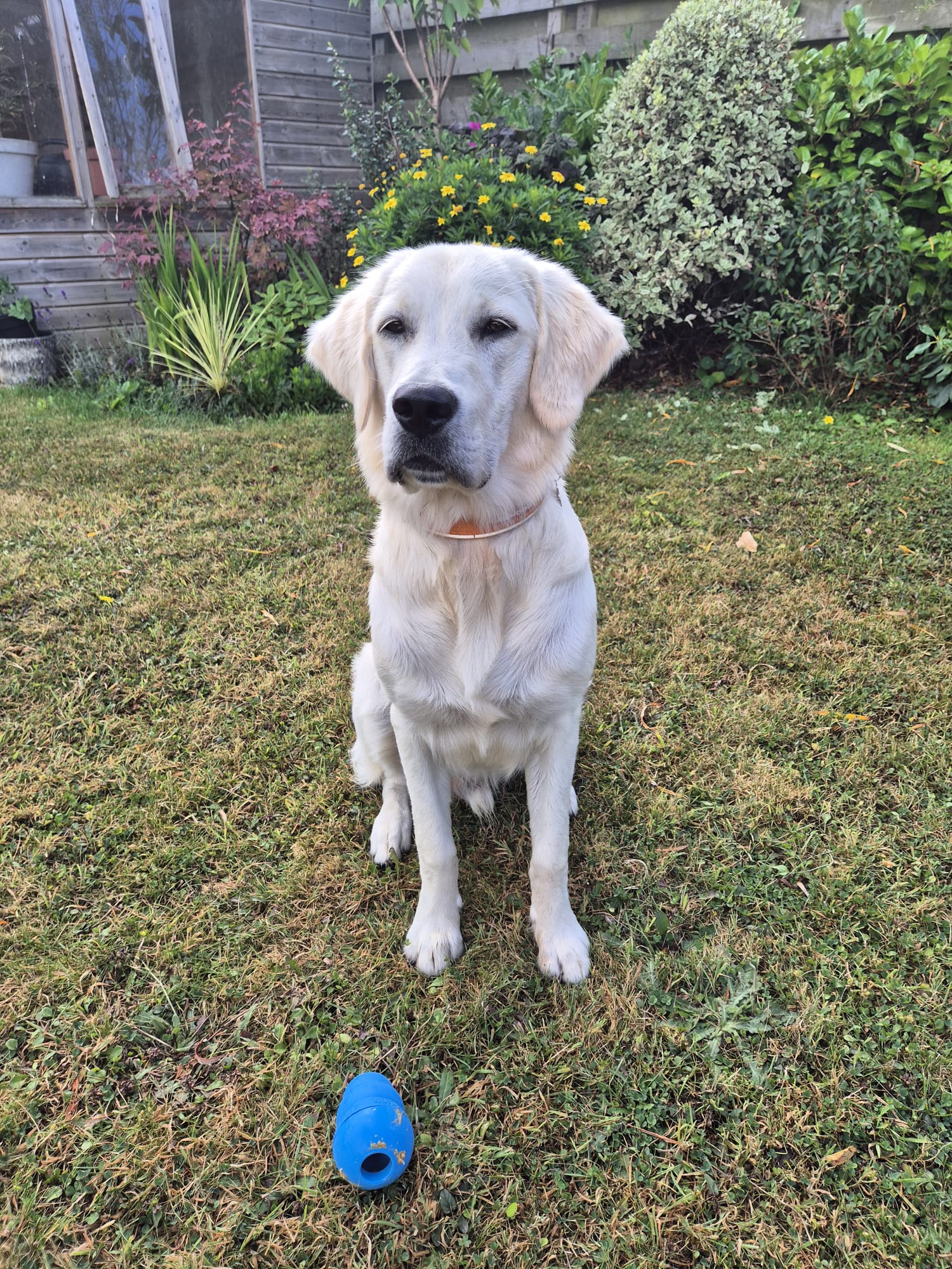 Update - Luffy went to his forever home this morning! - South Western ...