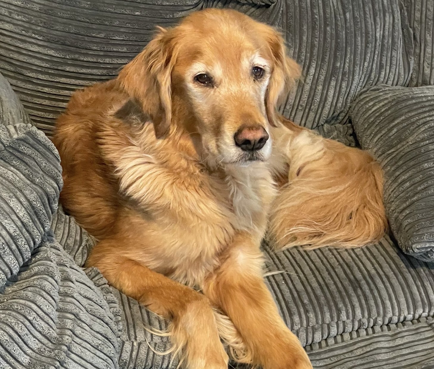 Merlot & Brienne - South Western Golden Retriever Club